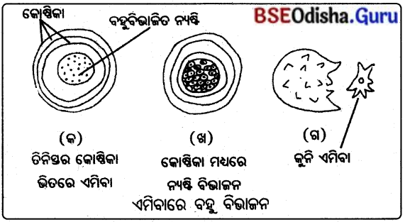BSE Odisha 10th Class Life Science Solutions Chapter 6 ଜନନ – BSE Odisha