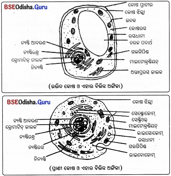BSE Odisha 8th Class Science Notes Chapter 8 କୋଷ – ଗଠନ ଓ କାର୍ଯ୍ୟ – BSE ...