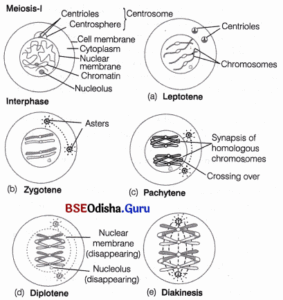 CHSE Odisha Class 11 Biology Solutions Chapter 10 Cell Division Cycle ...